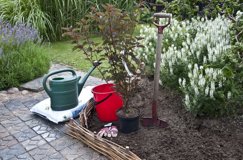 5 tips för syrener: Skötsel, plantering och beskärning | Allas