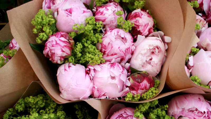 5 tips för syrener: Skötsel, plantering och beskärning | Allas